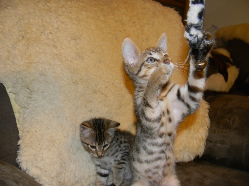 Many Kittens coming soon!!! - Belle Hollow Farms and Exotics