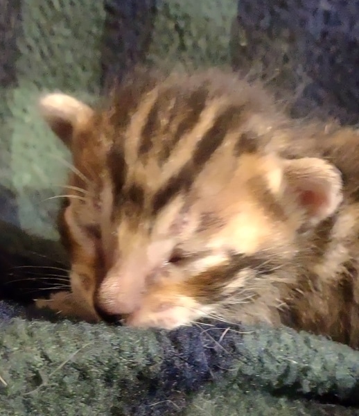 Many Kittens coming soon!!! - Belle Hollow Farms and Exotics