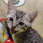 Many Kittens coming soon!!! - Belle Hollow Farms and Exotics