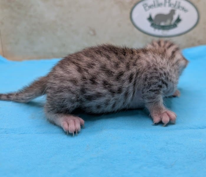 Mau Silver Male kitten #2 DOB 6/3/26 - Belle Hollow Farms and Exotics